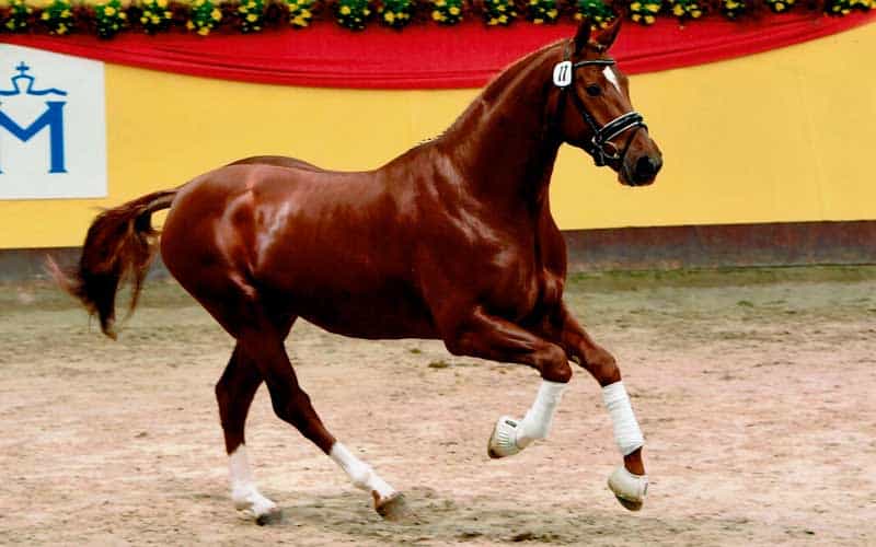 Licensed Stallions - Stall Ramsbrock